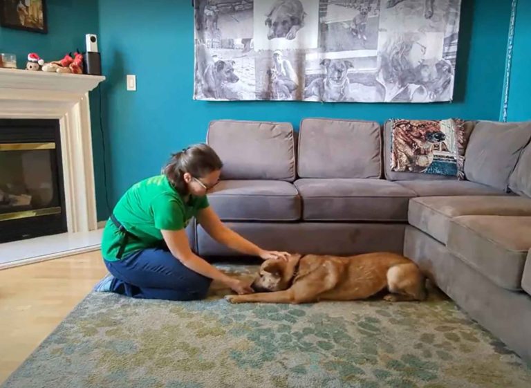 How To Teach A Dog To Lay Down | Feet & Paws