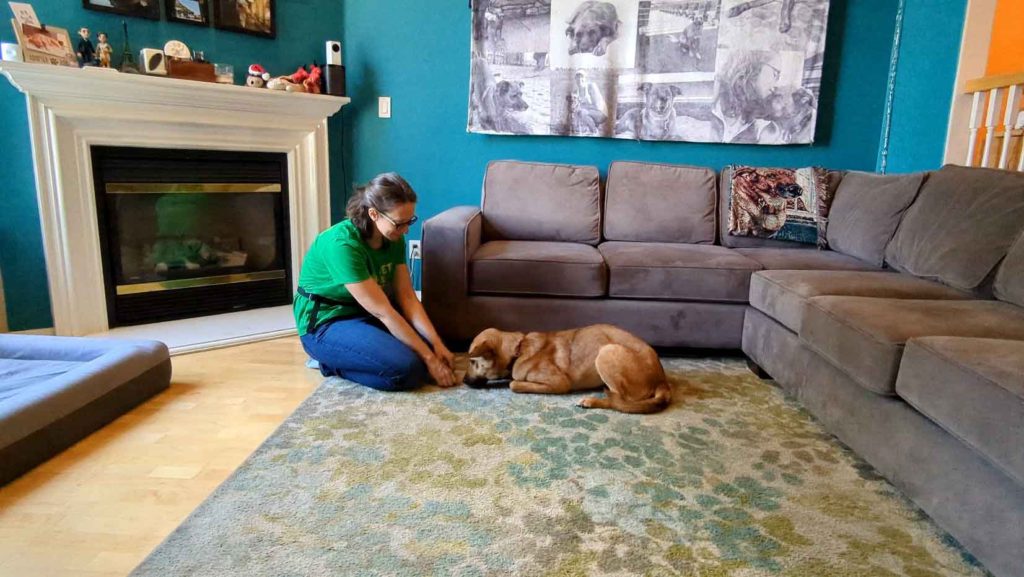 How To Teach A Dog To Lay Down | Feet & Paws